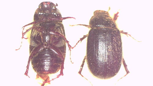 Heteronyx comans · iNaturalist