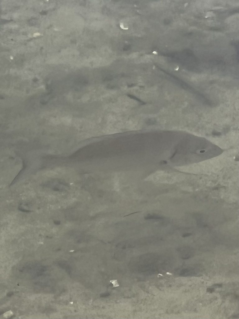 Yellowfin Bream from Willinga Lake, Bawley Point, NSW, AU on February ...