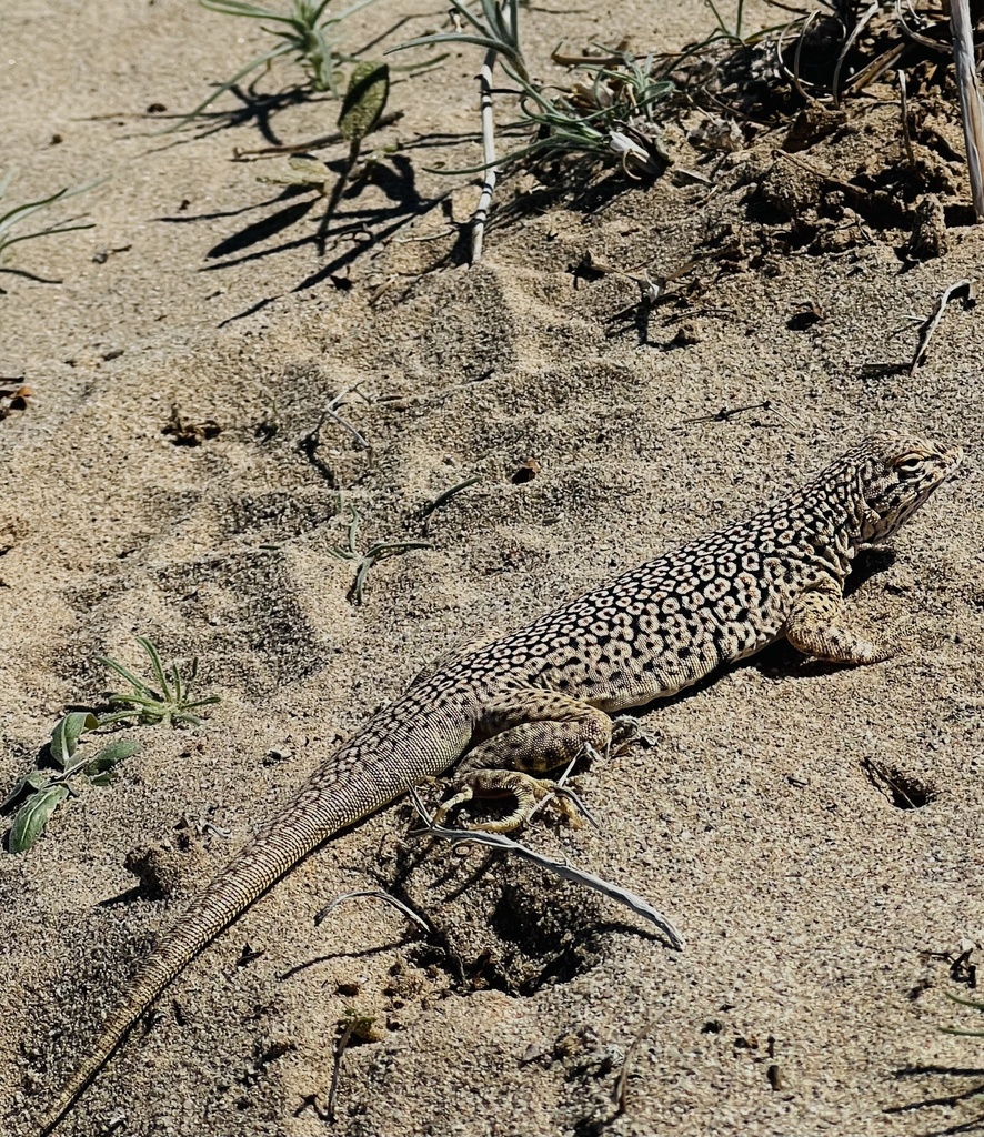Mojave Fringe-toed Lizard in March 2024 by Jan Thompson · iNaturalist