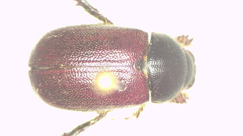 Heteronyx nigella · iNaturalist Ecuador