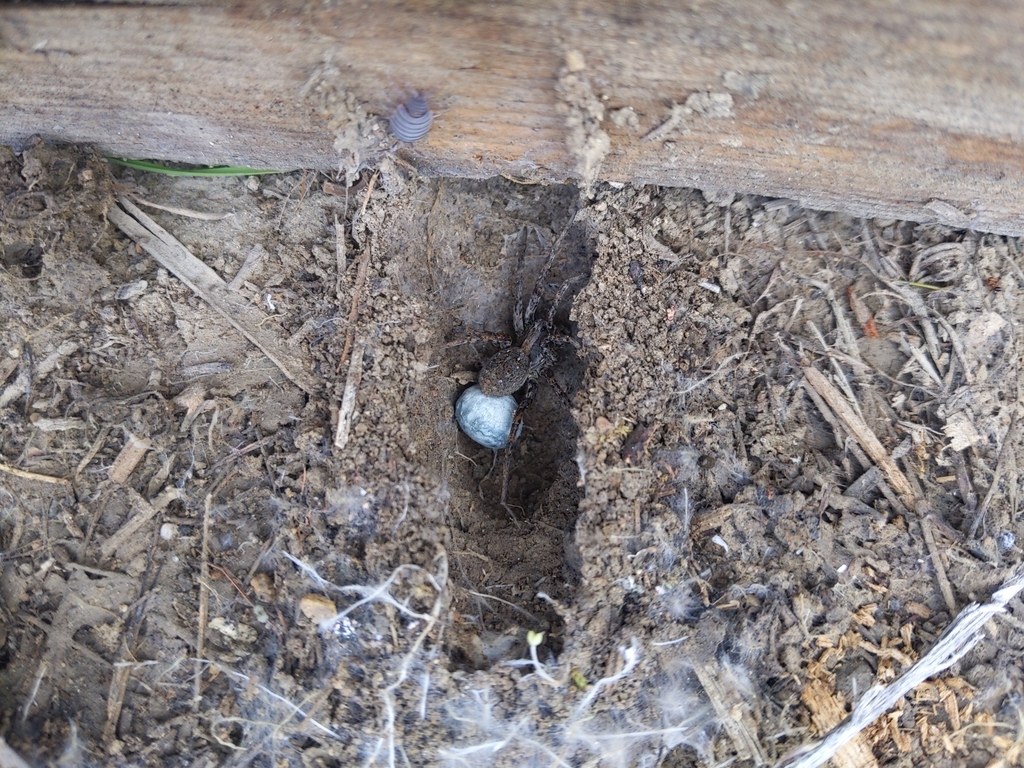 Koch's Wolf Spider in March 2024 by Jonathan Hakim · iNaturalist