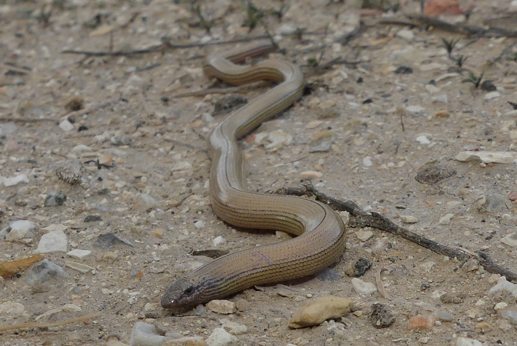 Temblor Legless Lizard in March 2024 by Jonathan Hakim · iNaturalist