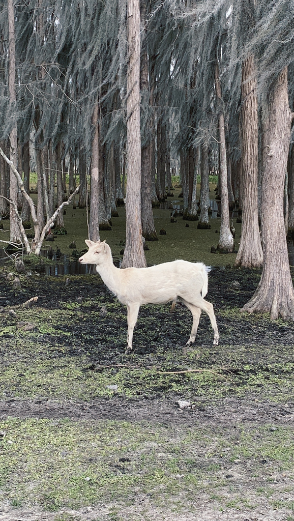 European Fallow Deer from Forest Dr, Deland, FL, US on March 1, 2024 at ...