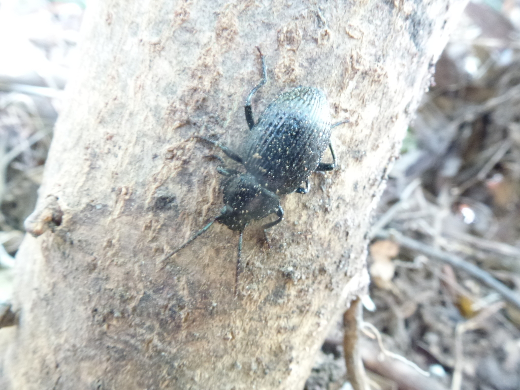 Adelium from Shepherds Hill Recreation Park, SA, Australia on March 2 ...