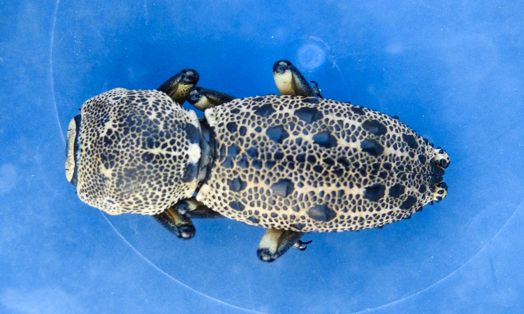 Zopherus jansoni from La Lindora, Provincia de Puntarenas, Monteverde ...