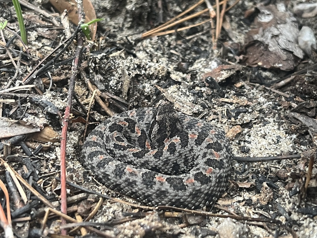 Dusky Pygmy Rattlesnake from Tallahassee, FL, US on March 1, 2024 at 05 ...