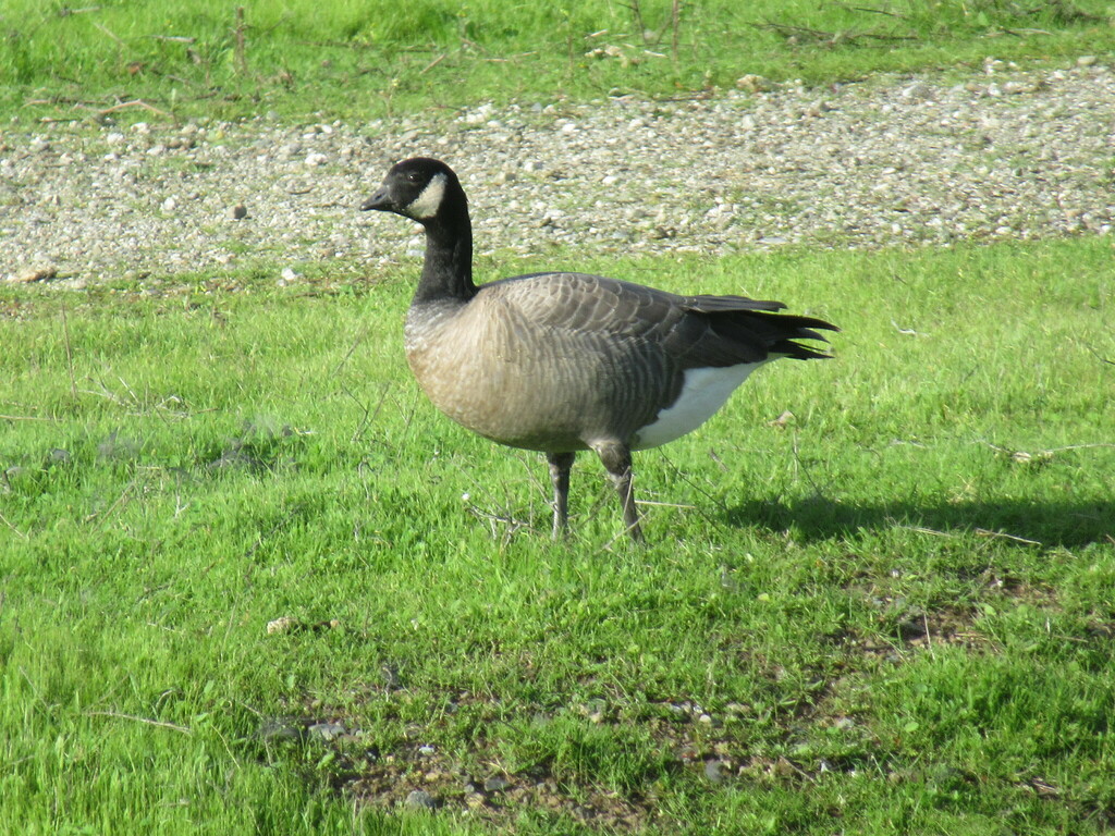 Cackling Goose from Hoffman Via Monte, San Jose, CA, USA on February 22 ...