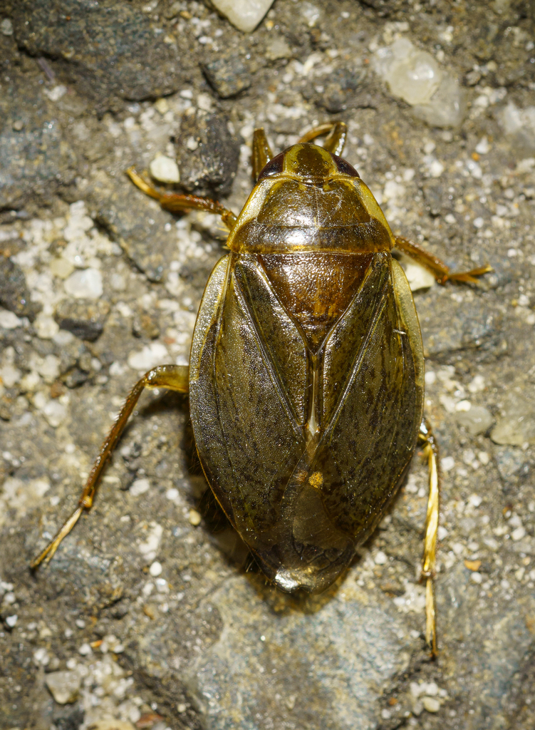 Diplonychus eques in February 2024 by Jacob Crisp · iNaturalist