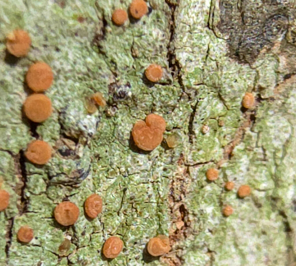 Orange Dimple Lichen from Anson County, NC, USA on February 22, 2024 at ...