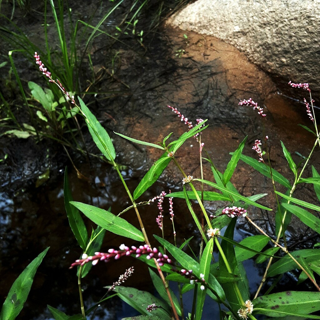 slender knotweed from Hartley NSW 2790, Australia on February 29, 2024 ...