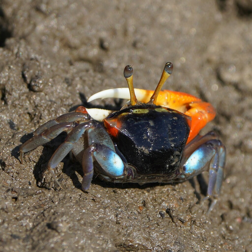 Compressed Fiddler Crab from South West Rocks NSW 2431, Australia on ...