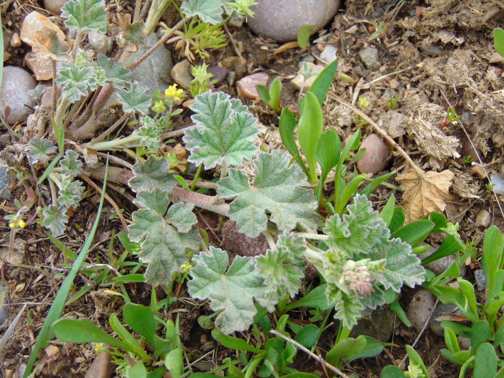 Munro's Globemallow from Prouse Ranch on April 28, 2016 by proucody1191 ...
