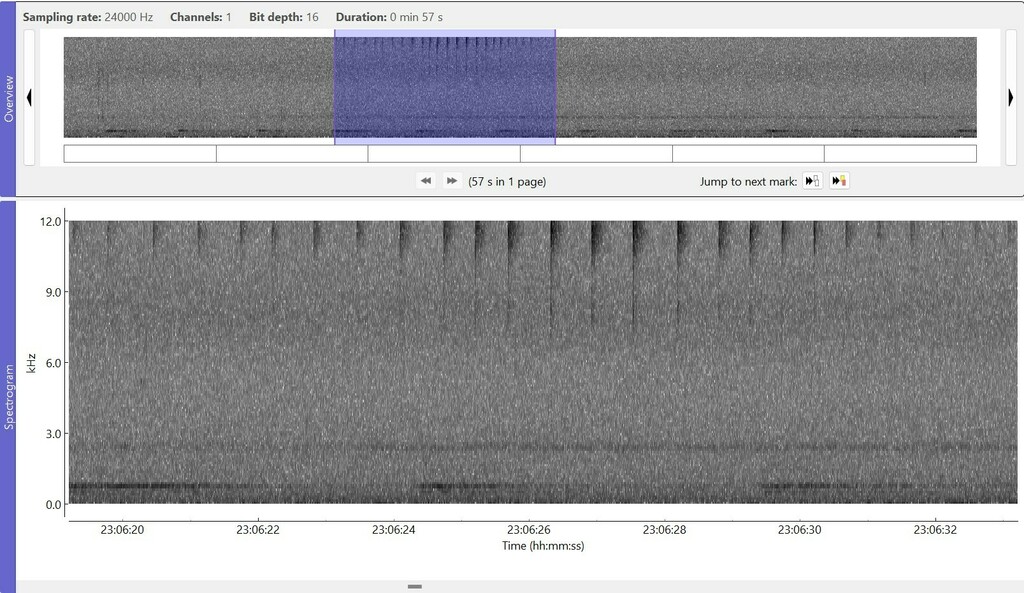 White-striped Free-tailed Bat from Lyonville VIC 3461, Australia on ...