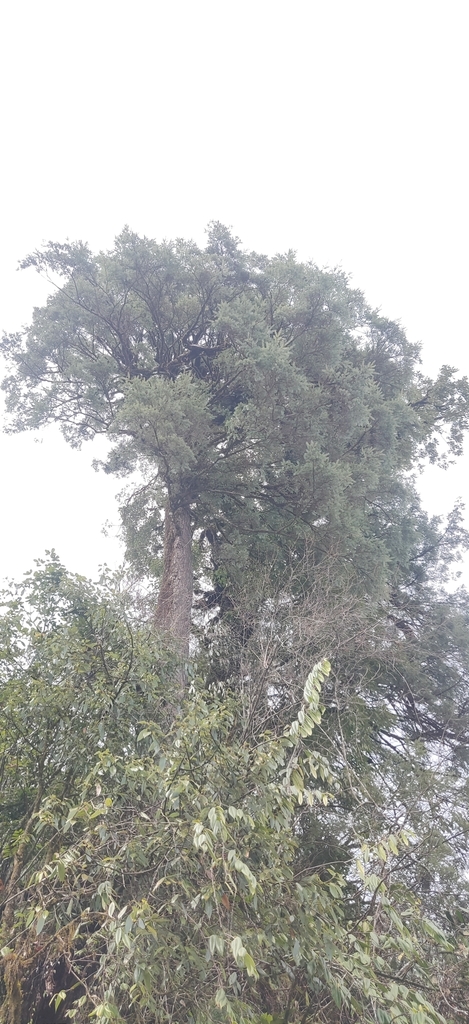 Himalayan hemlock from Lower Dibang Valley, IN-AR, IN on February 26 ...
