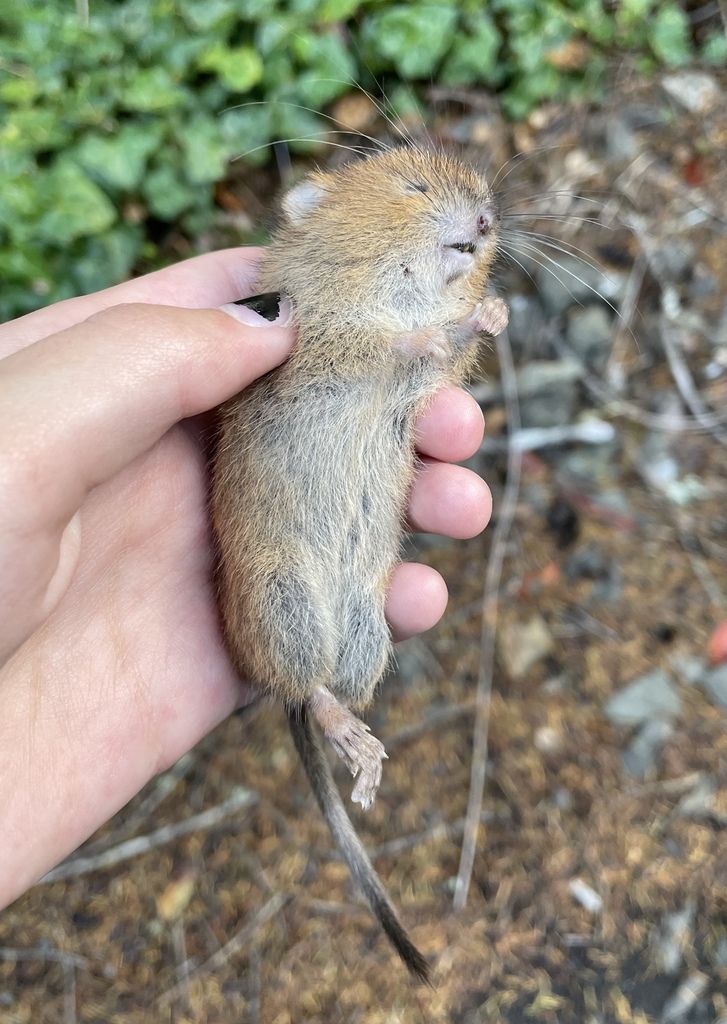 Red Tree Vole in September 2021 by Lex. This is probably one of my most ...