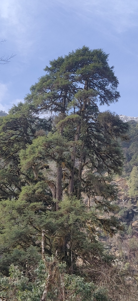 Himalayan hemlock from Dibang Valley, IN-AR, IN on February 27, 2024 at ...