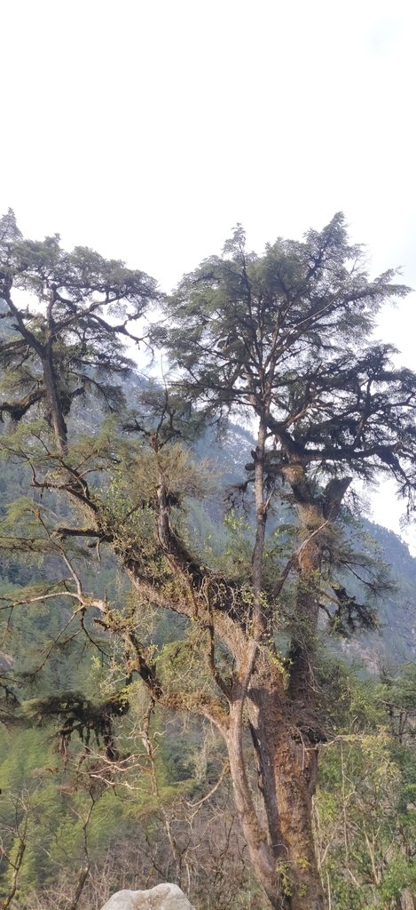 Himalayan hemlock from Dibang Valley, IN-AR, IN on February 27, 2024 at ...