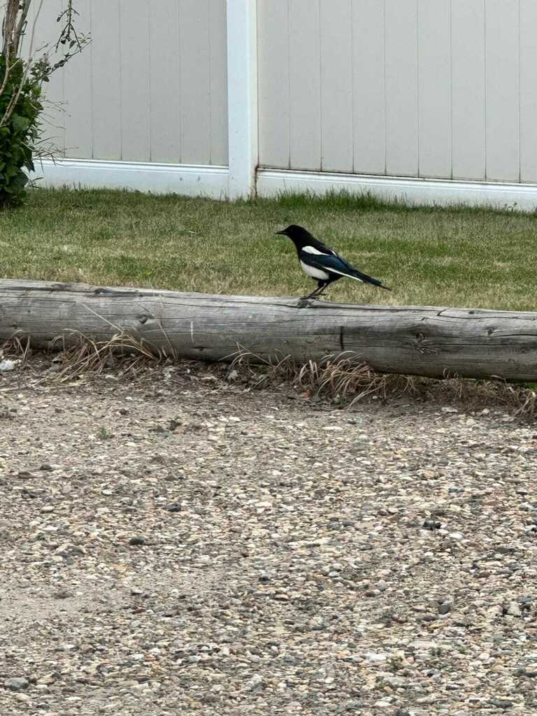 Black-billed Magpie in February 2024 by wake_nc. ecoEXPLORE Username ...
