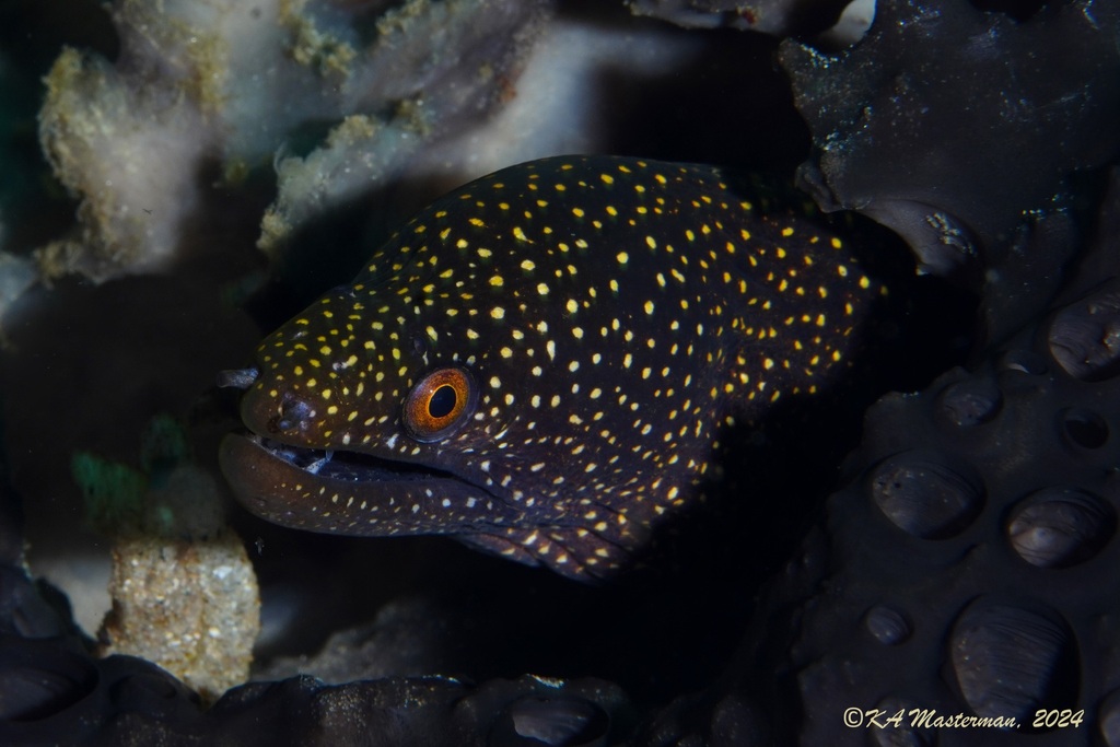 Stout Moray from Kirra, Coolangatta QLD, Australia on March 02, 2024 at ...