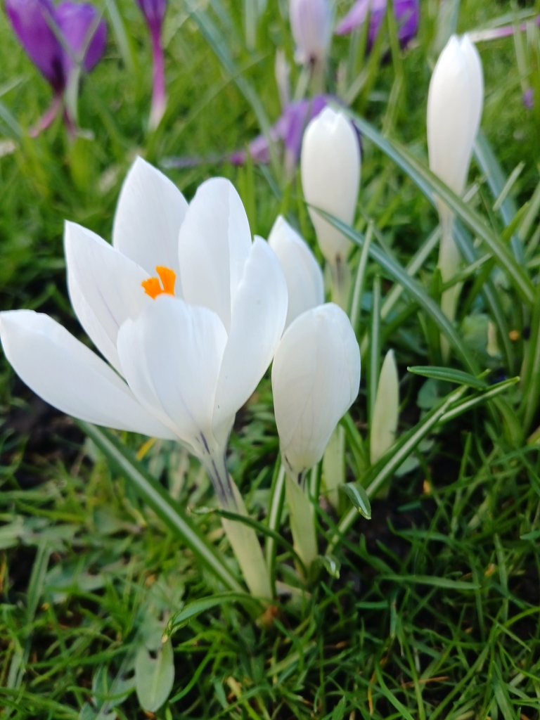 Spring Crocus from Binnenstad-Noord, 9712 PD Groningen, Netherlands on ...