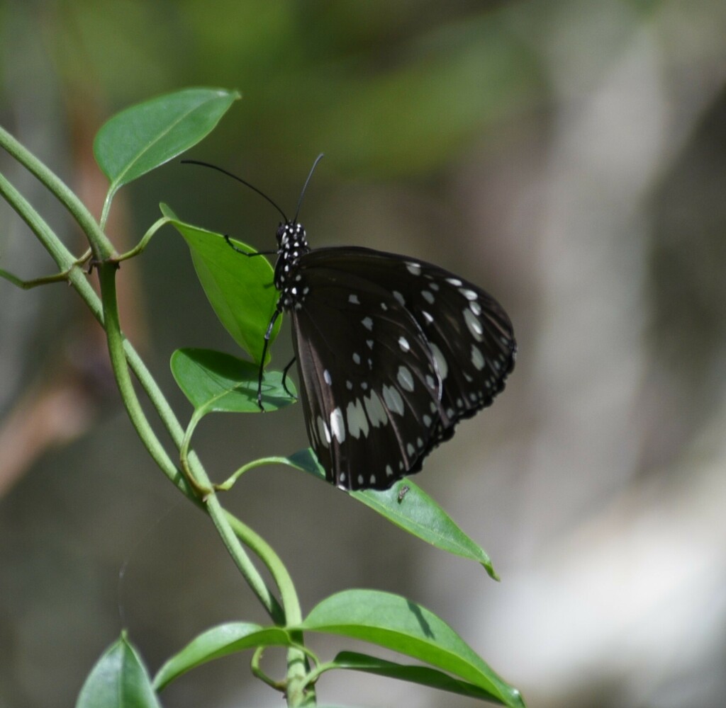 Common Australian Crow from Highgrove QLD 4352, Australia on February ...