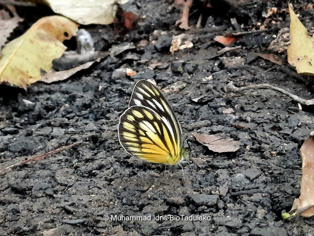 Cepora eperia from Simpong, Luwuk, Kabupaten Banggai, Sulawesi Tengah ...