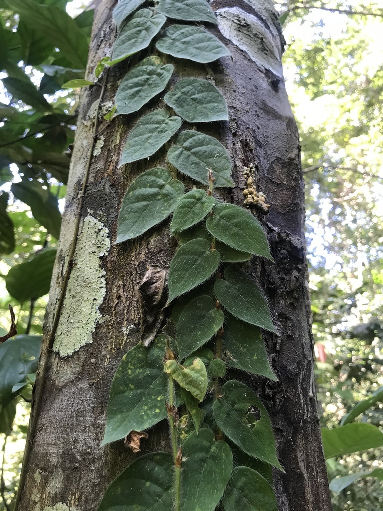 Shaggy Leaf Fig from Mu Ko Chang National Park, Amphoe Ko Chang, Trat ...