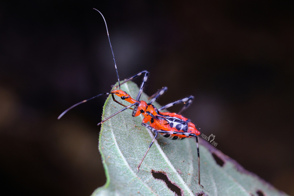 Sycanus falleni from 中国广西壮族自治区崇左市扶绥县 on February 3, 2024 at 05:16 AM by ...
