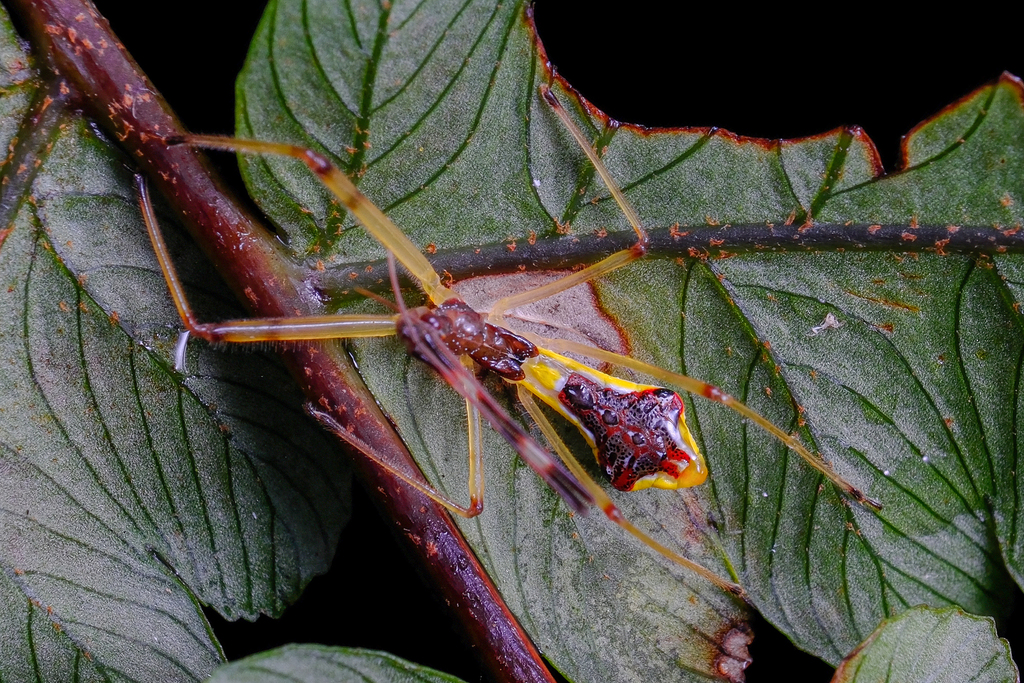 Epidaus famulus from Fangchenggang, CN-GX, CN on February 06, 2024 at ...
