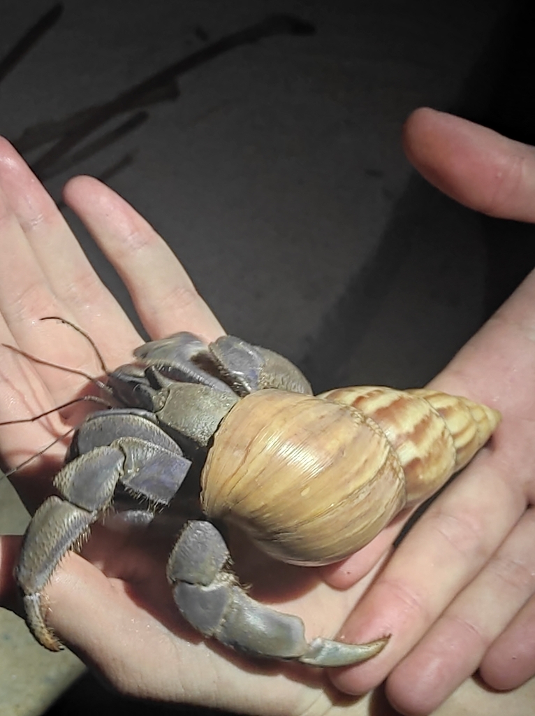 Viola Land Hermit Crab from Q8H3+9X5, Rawai, Mueang Phuket District ...