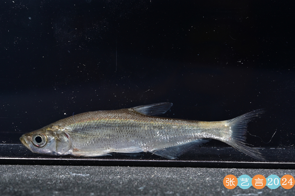 predatory carp from 中国安徽省合肥市蜀山区沿河路环城公园琥珀潭 on February 25, 2024 at 08:28 ...