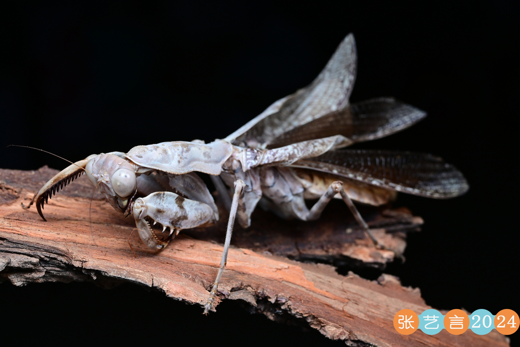 Indonesian Double Shield Mantis from 中国安徽省合肥市蜀山区长江西路安徽农业大学 on March 2 ...