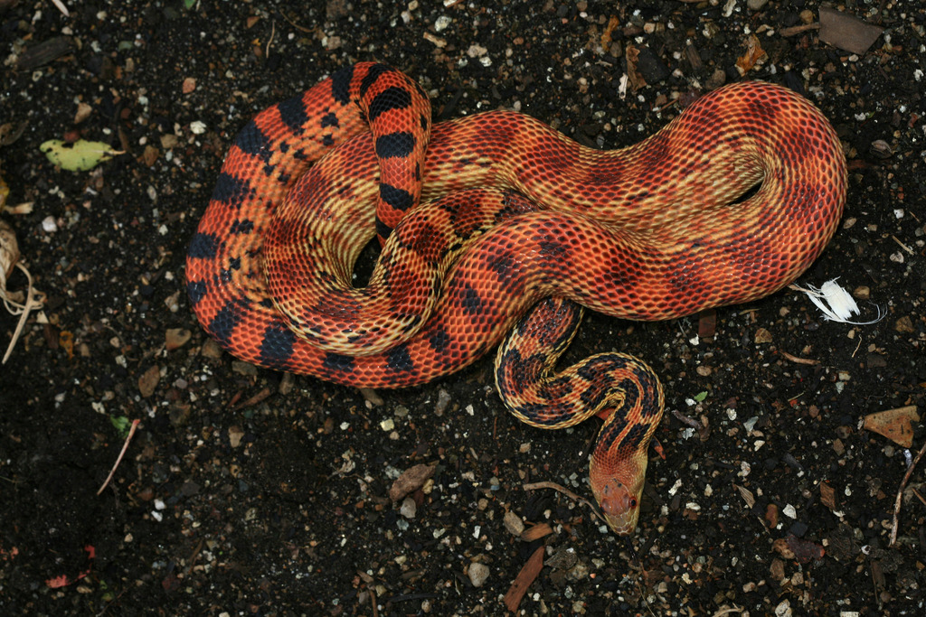 Cape Gopher Snake (Pituophis vertebralis) - Snakes and Lizards