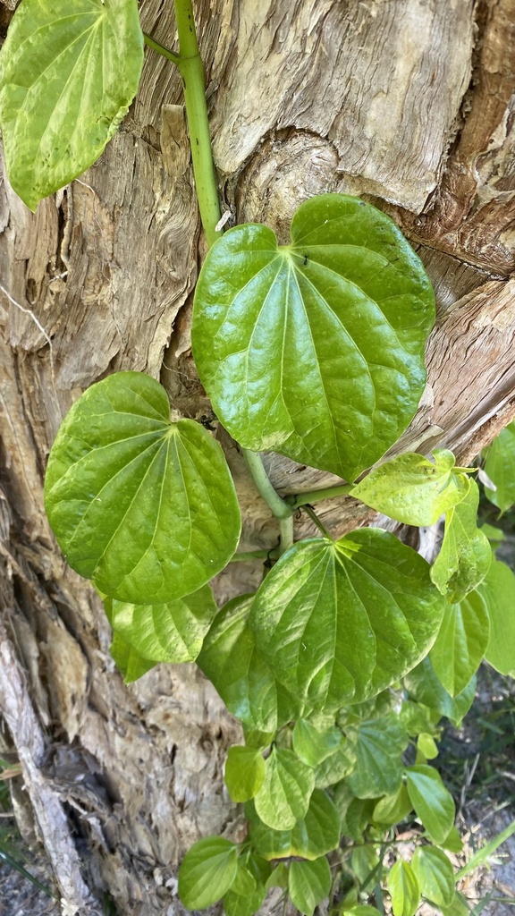 Australian Pepper Vine from Noosa National Park, Noosa Heads, QLD, AU ...