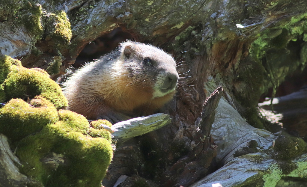 Yellow-bellied Marmot from Pinewood, California, United States on June ...