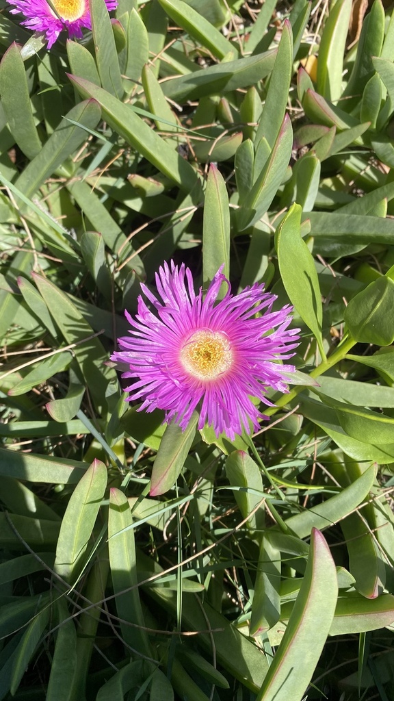 Angular Sea-fig from Peregian Park, Peregian Beach, QLD, AU on March 2 ...