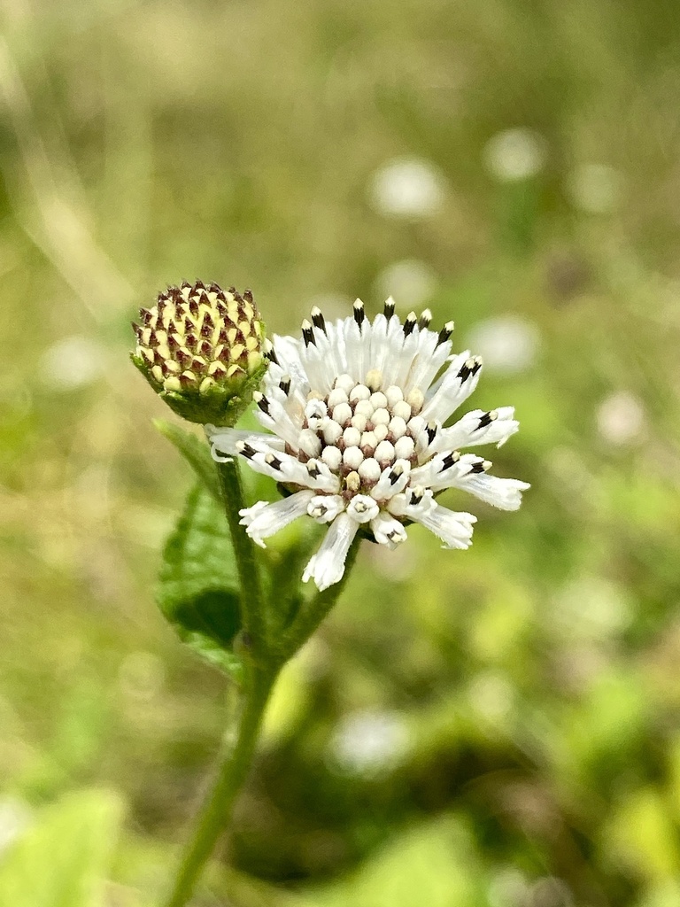 Snow Squarestem from Everglades National Park, FL, US on March 1, 2024 ...