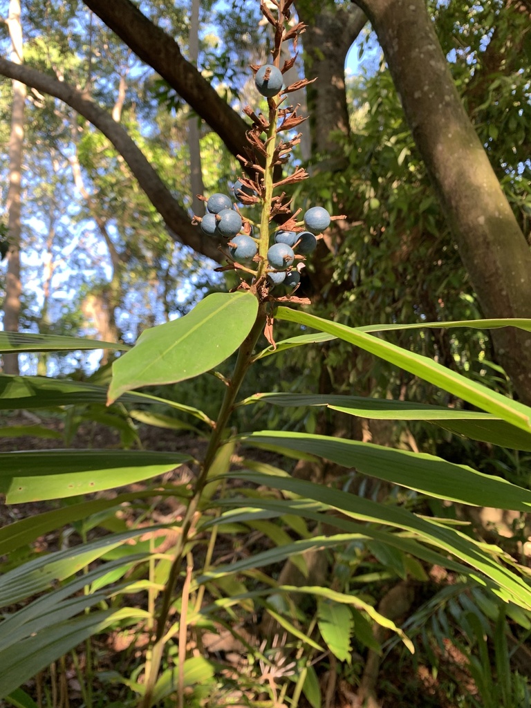 Native Ginger from Lagoon St, West Mackay, QLD, AU on March 2, 2024 at ...