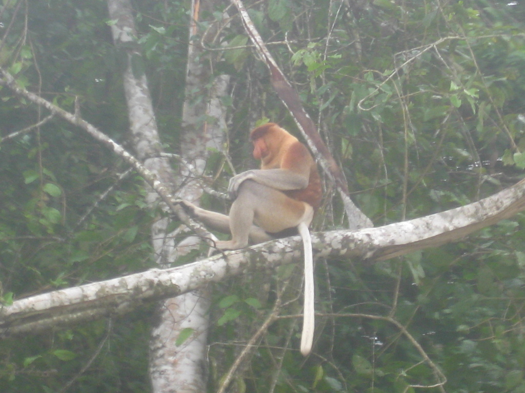 Proboscis Monkey in December 2009 by Ryan E. Gray · iNaturalist
