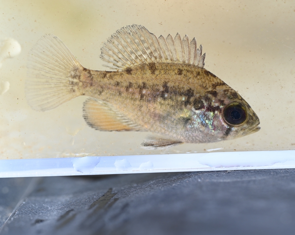 Banded Sunfish in February 2024 by Kevin · iNaturalist