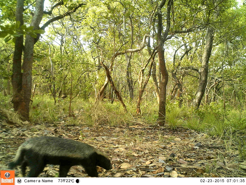 Ratel from Rafai, Central African Republic on February 23, 2015 at 07: ...