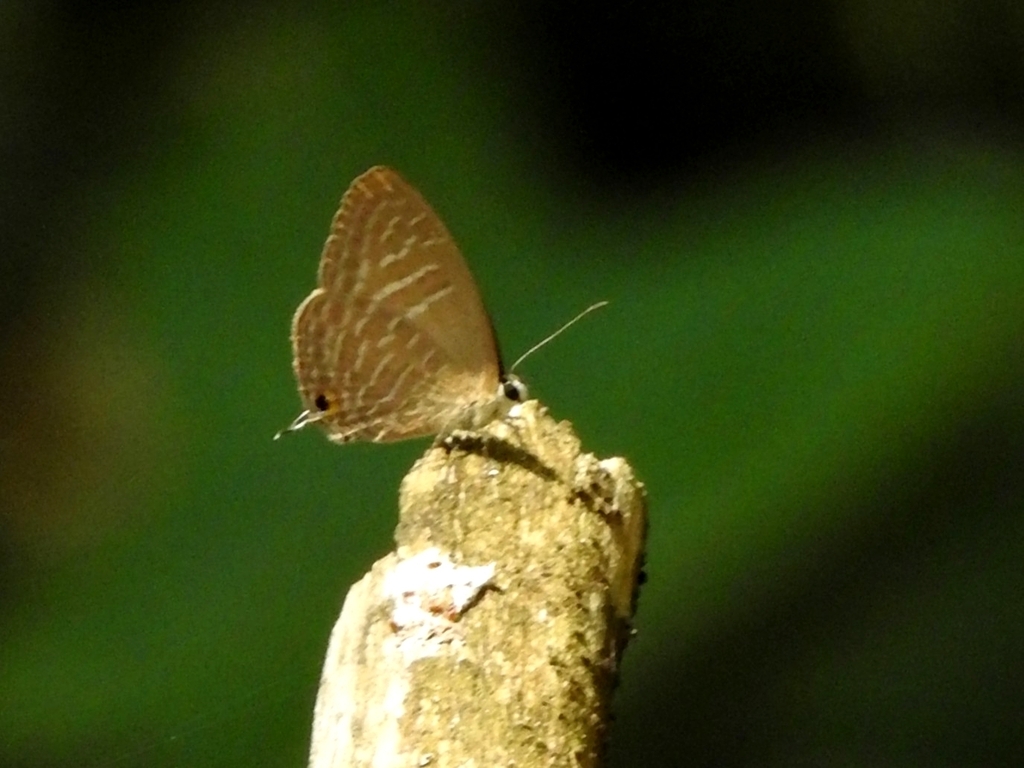 Metallic Cerulean from Ton Phueng Tai, Fang District, Chiang Mai 50110 ...