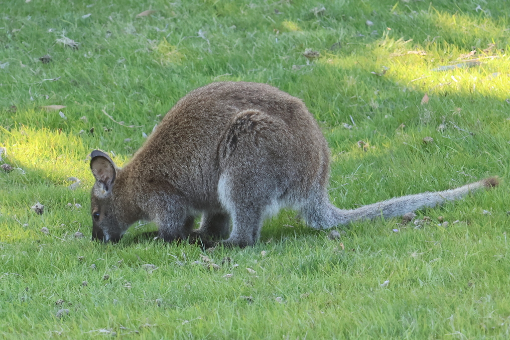 Bennett's Wallaby from Bakers Beach TAS 7307, Australia on November 9 ...