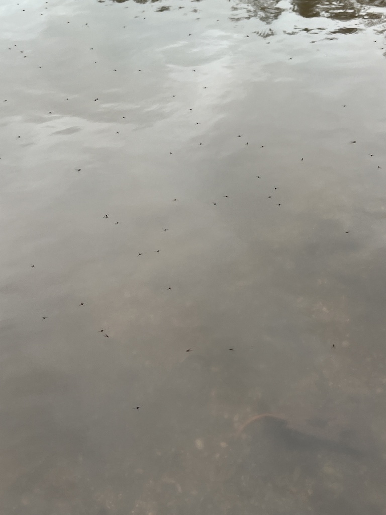 Japanese Sea Skater in March 2024 by Nakatada Wachi · iNaturalist