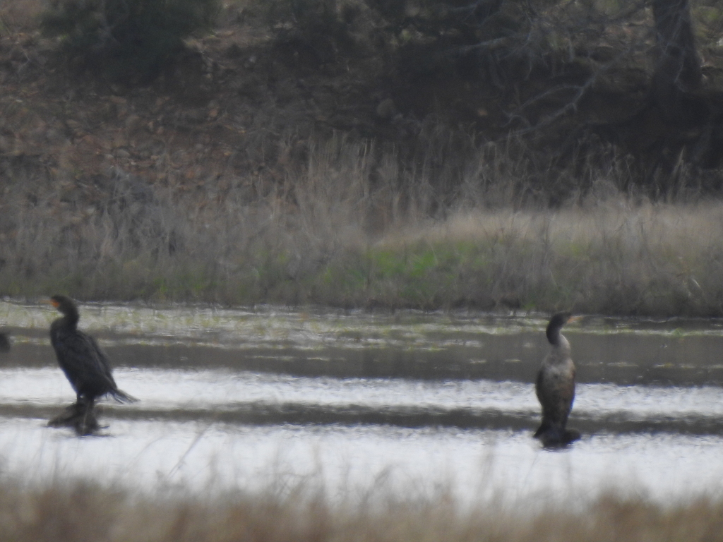 Double-crested Cormorant from Bastrop County, TX, USA on March 1, 2024 ...