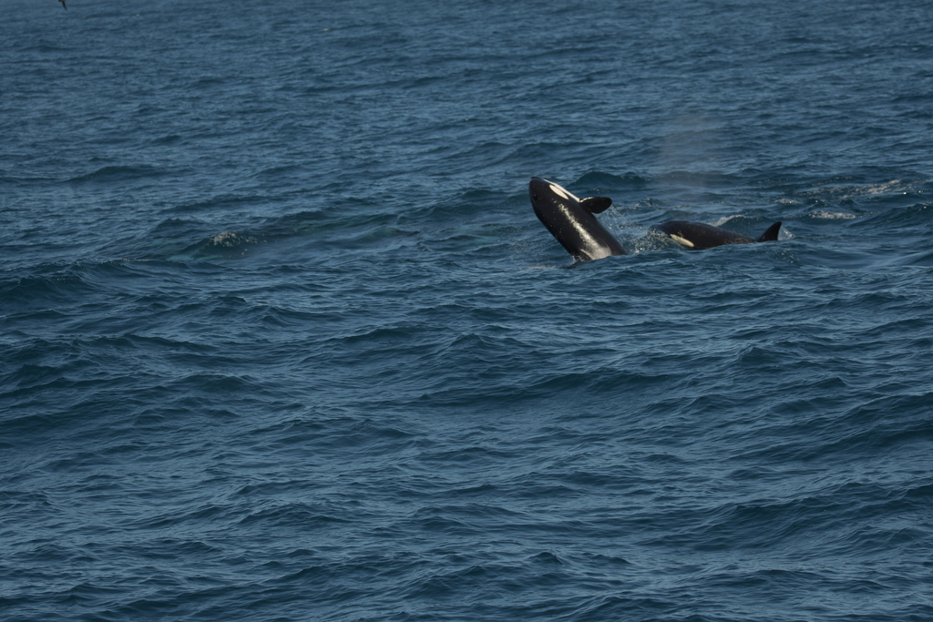 Orca on February 11, 2024 at 10:09 AM by Lee Ismail · iNaturalist