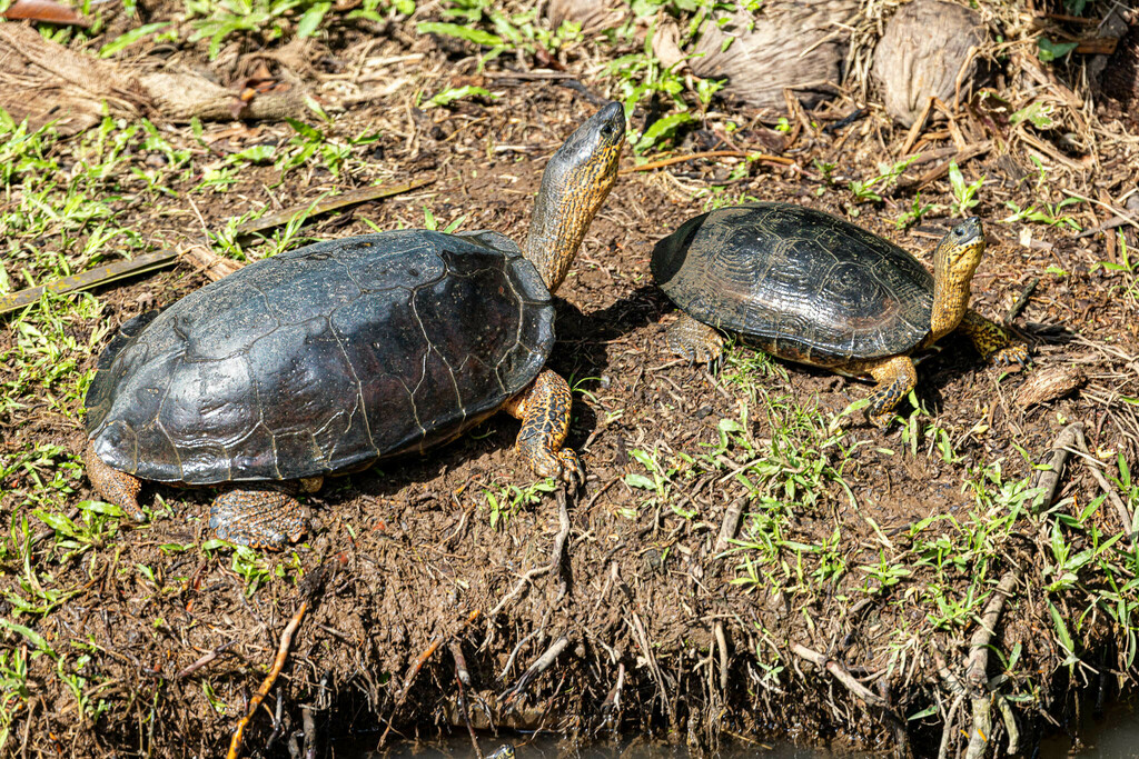 Black River Turtle in February 2024 by John Eppler. Black River Turtle ...