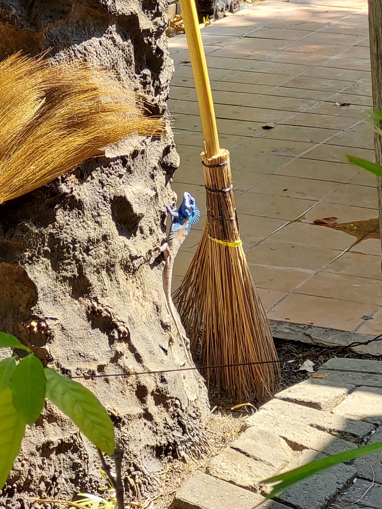 Siamese Blue Crested Lizard from Phra Sing, Mueang Chiang Mai District ...