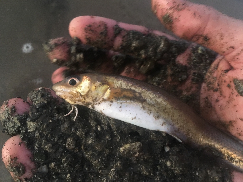 Prowspine Cusk-eel (Lepophidium prorates) - Marine Life Identification