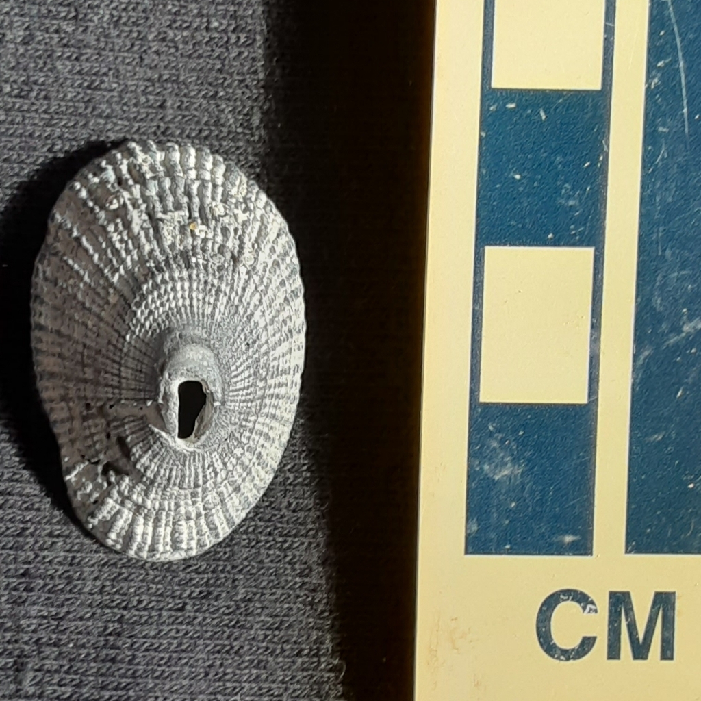 Cayenne Keyhole Limpet from Holden Beach, NC, USA on January 24, 2024 ...